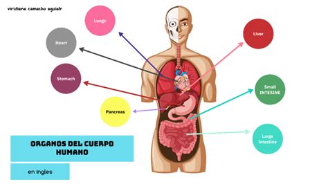Los Rganos Del Cuerpo Humano En Ingles By Viridiana Camacho Aguilar On