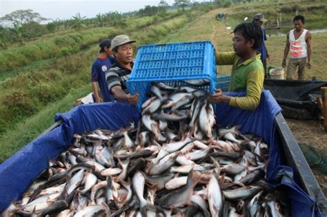 Budidaya Kian Efisien Struktur Ekonomi Pembudidaya Ikan Membaik