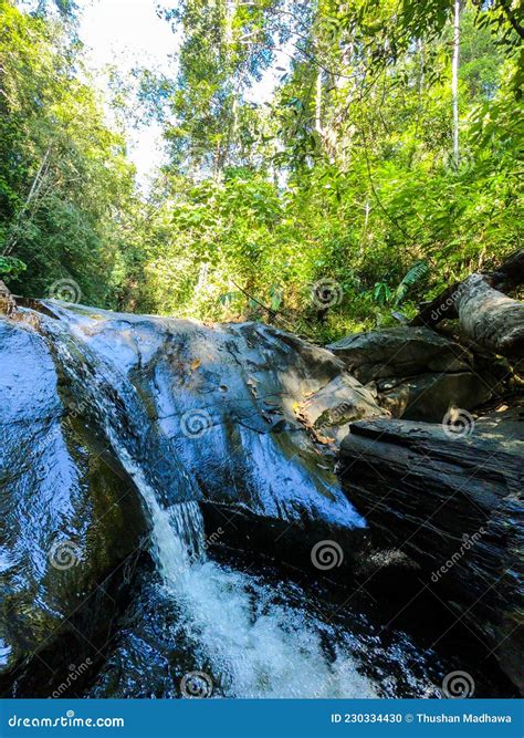 Sinharaja Forest Reserve Sri Lanka Stock Photo Image Of Biodiversity