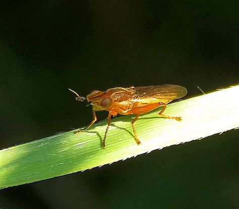 55952Fly Ian Ballam Flickr