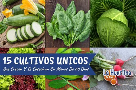 Hortalizas Que Crecen Y Producen En Menos De D As
