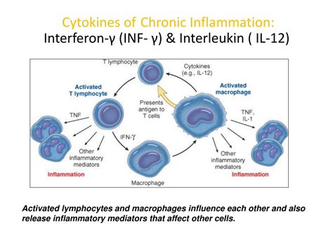 PPT INFLAMMATION AND REPAIR Lecture 3 Chemical Mediators In