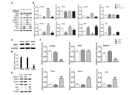 Rapamycin Induces Autophagy Via Activation Of The MEK ERK Pathway