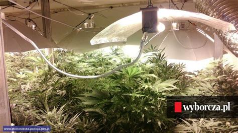 Policjanci Zlikwidowali Dwie Plantacje Marihuany