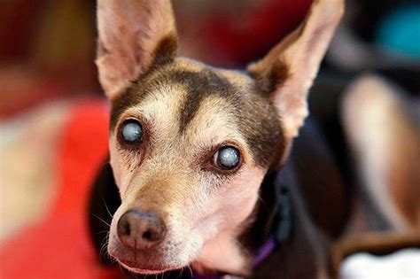 Qué causa las cataratas en perros Origen síntomas y tratamiento
