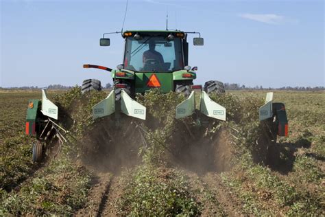 Peanut Harvest New Georgia Encyclopedia