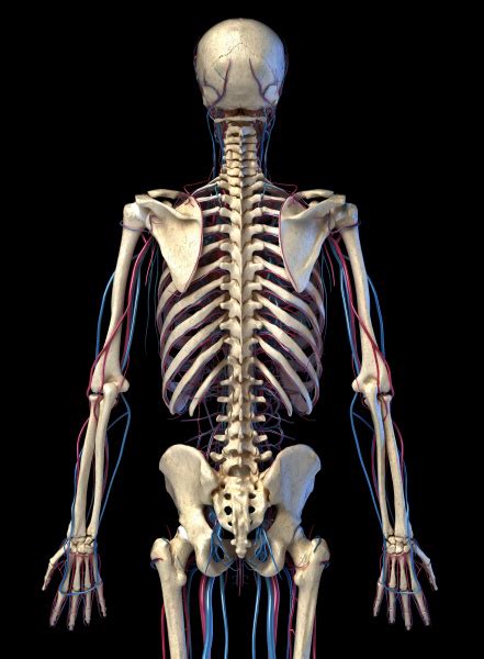 Anatomia Do Corpo Humano Esqueleto Veias E Stockphoto 27286786