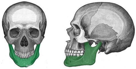 Mandíbula o maxilar inferior ramas cuerpo agujeros inserciones