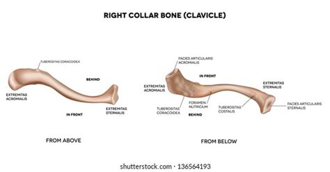 Clavicle Anatomy Labeled