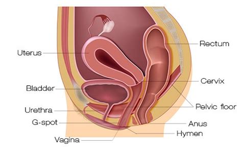 Penis Breaking Hymen