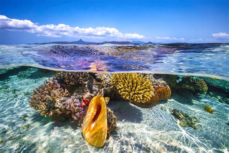 Photo sous marine photographe sous marin Photo coquillages étoiles