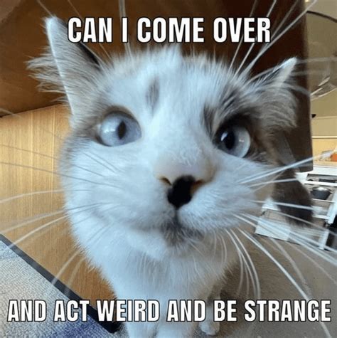 Cat Memes For People Who Would Much Rather Stay In Tonight With Their