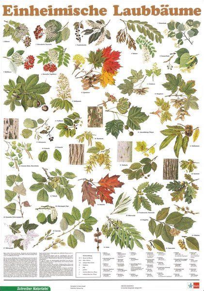 Einheimische Laubbäume Poster zum Bäume bestimmen Baum bestimmen