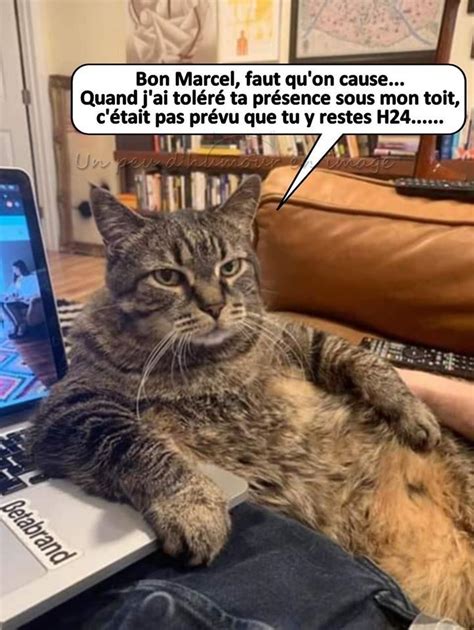 Confinement découvrez les meilleures blagues qui circulent sur la