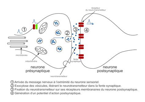 PDF Les nerfs sont formés d axones de neurones moteur et de neurones