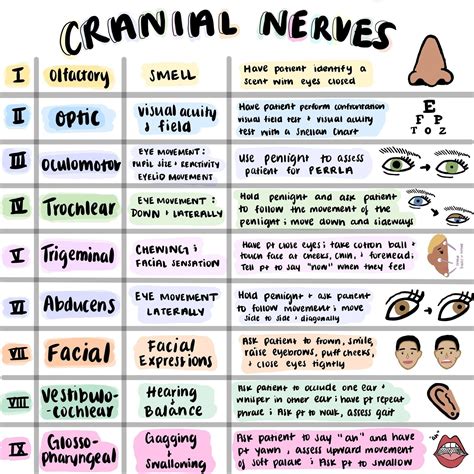 Cranial Nerves Cheat Sheet Colorful Hand Drawn Notes Nursing School