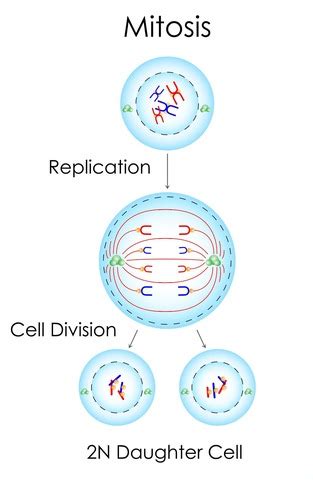 Cells Cell Division And Tissues Flashcards Quizlet