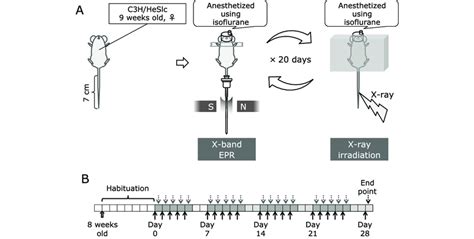Outline Of The In Vivo Experiments A Schematic Drawing Of The
