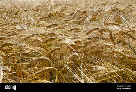 Landwirtschaftliches Feld Im Sommer Stockfotos Und Bilder Kaufen Alamy