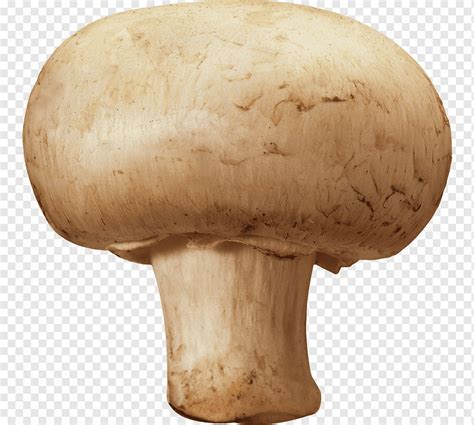 гриб png PNGWing
