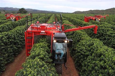 Cafeicultores Aumentam Lucro Colheita Mecanizada Seletiva Revista