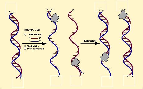 DNA Denaturation Annealing And Replication