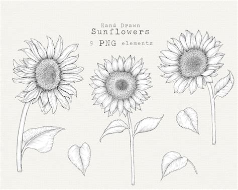 Top Imagen Girasol Png Dibujo Abzlocal Mx