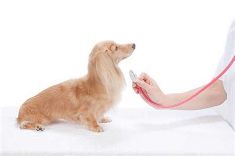 Clínica Especializada em Citologia para Cachorros Paracambi Citologia