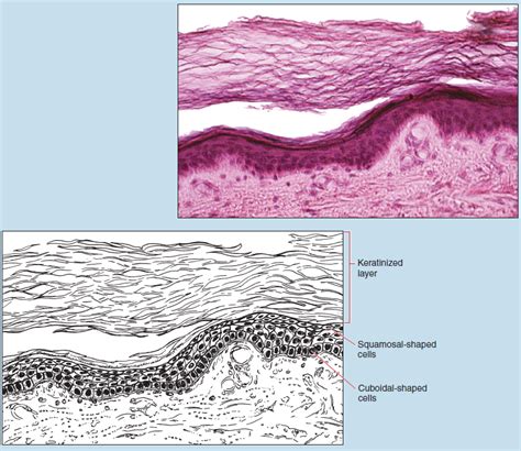 Chapter 2 Epithelial Tissue Histology An Identification Manual
