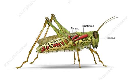 Grasshopper Respiratory System Diagram Royalty Free Vector Off