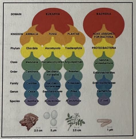 Microbiology Ch Classification Of Microorganisms Flashcards Quizlet
