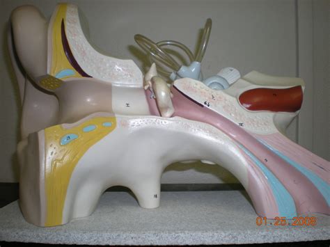 Bio Lab Exam Id Ear Model Diagram Quizlet