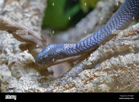 Schwarze Speikobra Black Spitting Cobra Naja Nigricincta Woodi