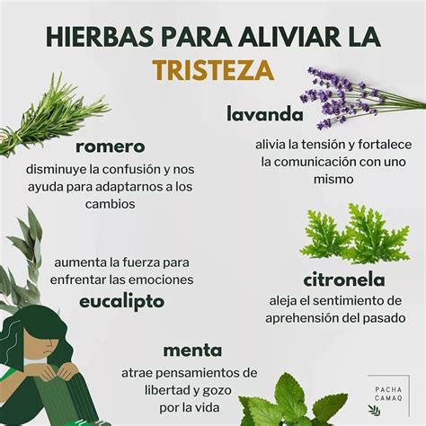 Los beneficios de los tés e infusiones Artofit