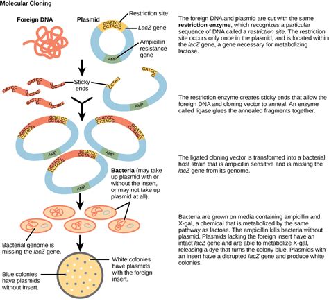 6 Molecular Techniques For Medics SimpleMed Learning Medicine