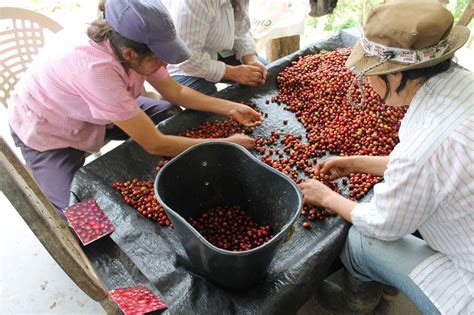 LAS ETAPAS DEL PROCESO DEL CAFE