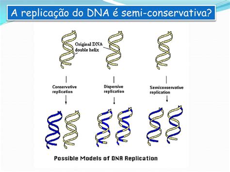 PPT REPLICAÇÃO DE DNA PowerPoint Presentation free download ID 4104314