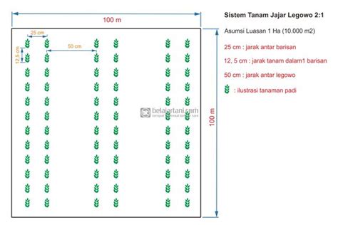 Cara Menghitung Populasi Tanaman Per Hektar Latihan Online
