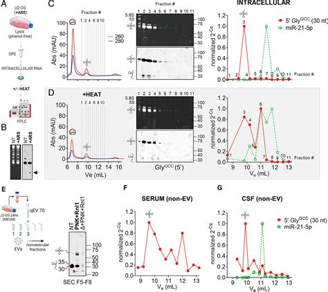 Nicked TRNAs Are Stable Reservoirs Of TRNA Halves In Cells And