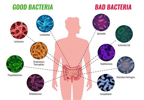 Tout Savoir Sur Les Probiotiques Et Prebiotiques