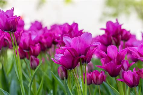 Tulip Ungu Bunga Bunga Musim Semi Foto Gratis Di Pixabay Pixabay