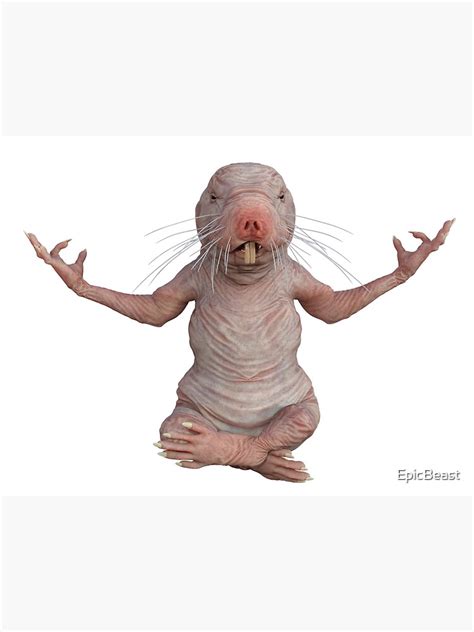 I Just Really Like Naked Moles Ok Funny Naked Mole Rat Poster For