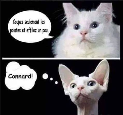 chat coiffeur drôle humour Chat drôle Images drôles Humour