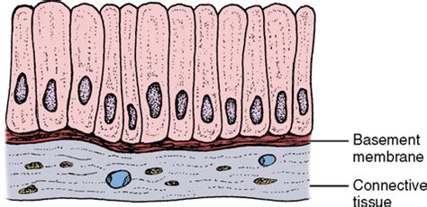 Simple Cuboidal Epithelium Labeled Basement Membrane