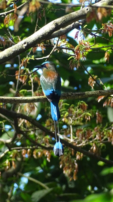 El Salvador Birds Julio Acosta On Twitter Lunes Libre De Trabajo
