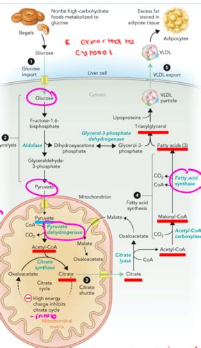 Lipid Metabolism Flashcards Quizlet