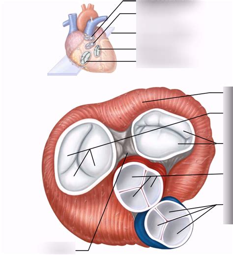 Anterior Diagram Of Heart Valve Diagram Quizlet