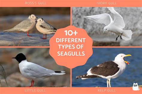 10 Different Types Of Seagulls Sea Gull Types With Photos
