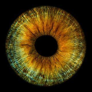 Iris Foto Galerie Unique Personal Art Eyesight Iris Photography