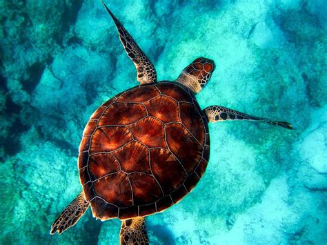 Día Mundial de las Tortugas Marinas 16 de junio Biodiversidad Los